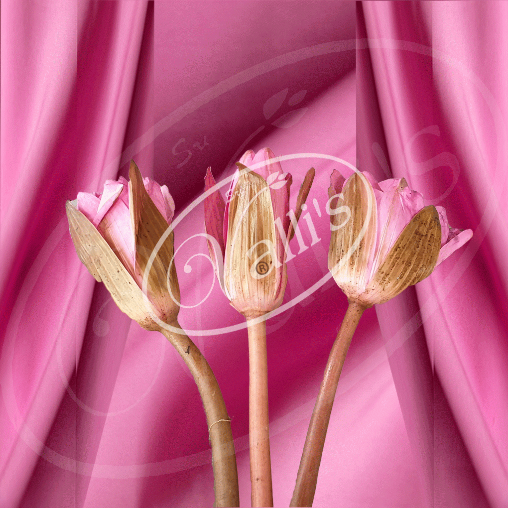 LF0049 Alli Poo - Vallis UK