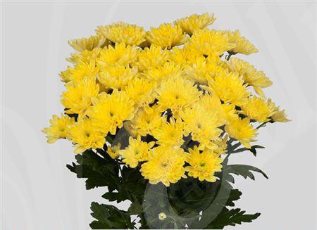 Chrysanthemum Yellow – EF0001 - Vallis UK